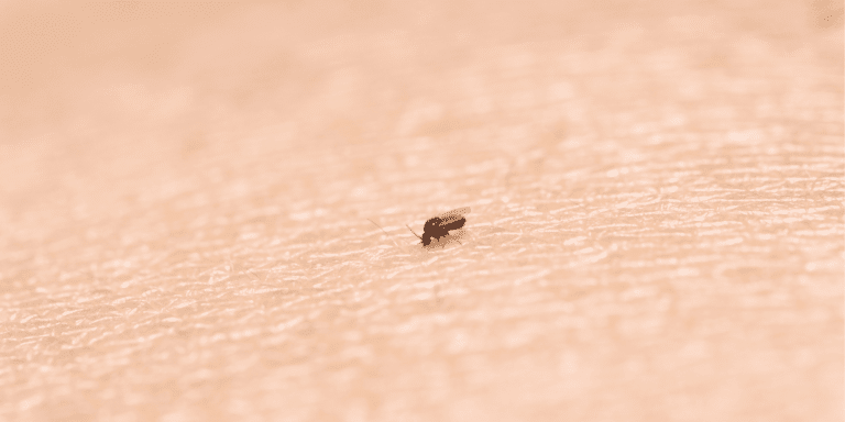 Information on Midges - Seezon UK